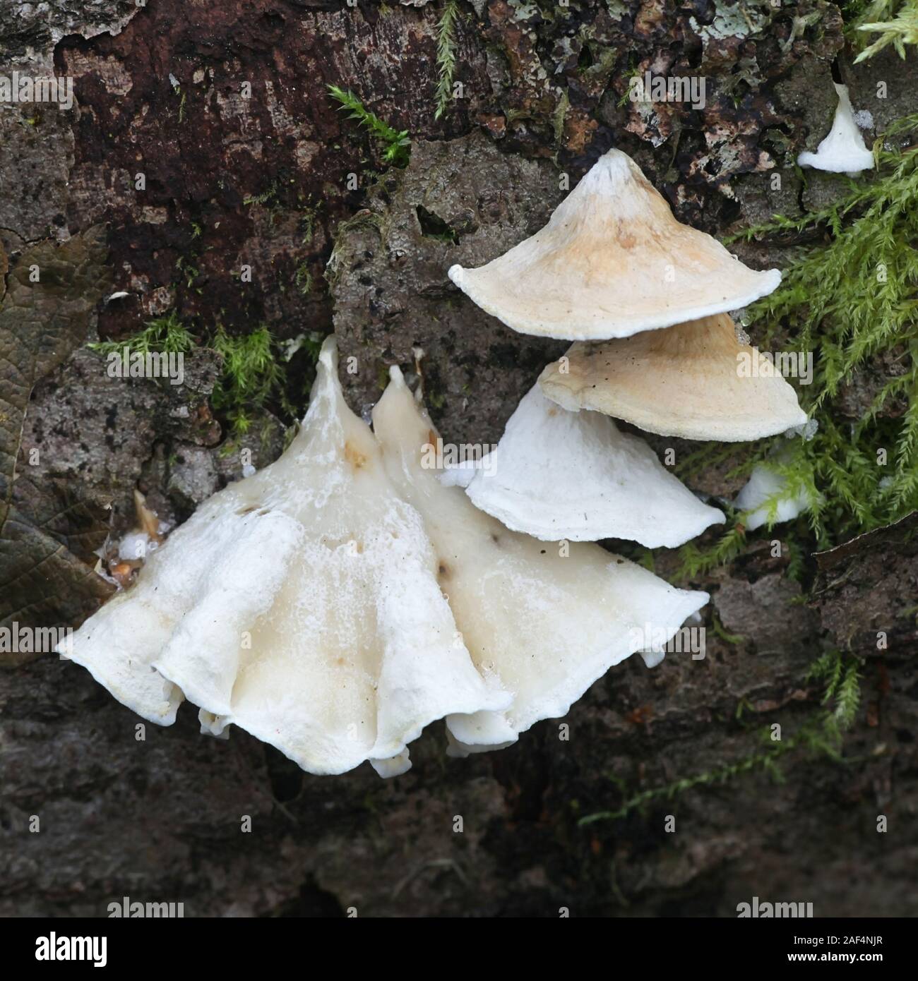 Soft fungi hi-res stock photography and images - Alamy
