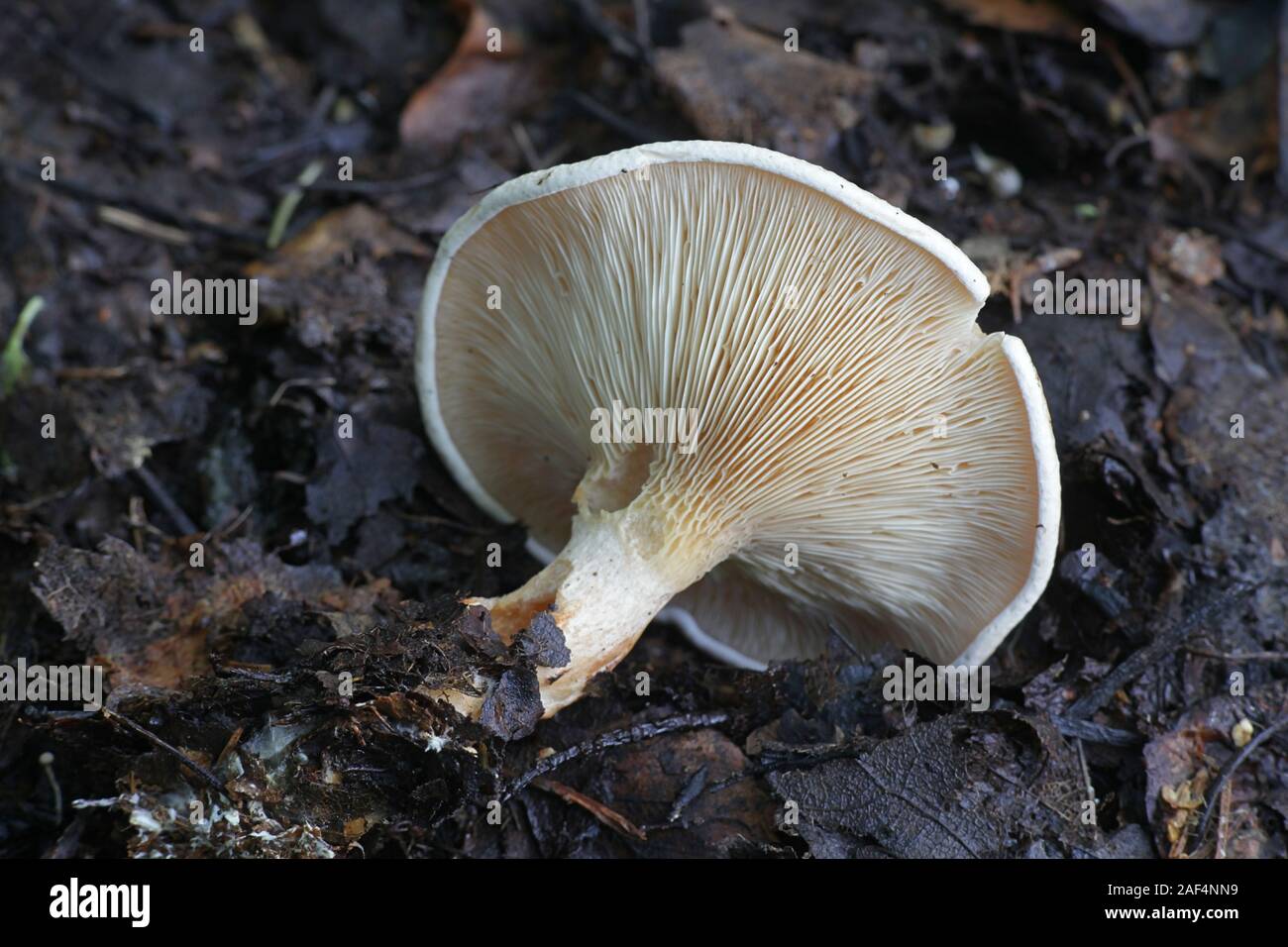 Lepista gilva (Lepista flaccida f. gilva,), known as Tawny Funnel ...