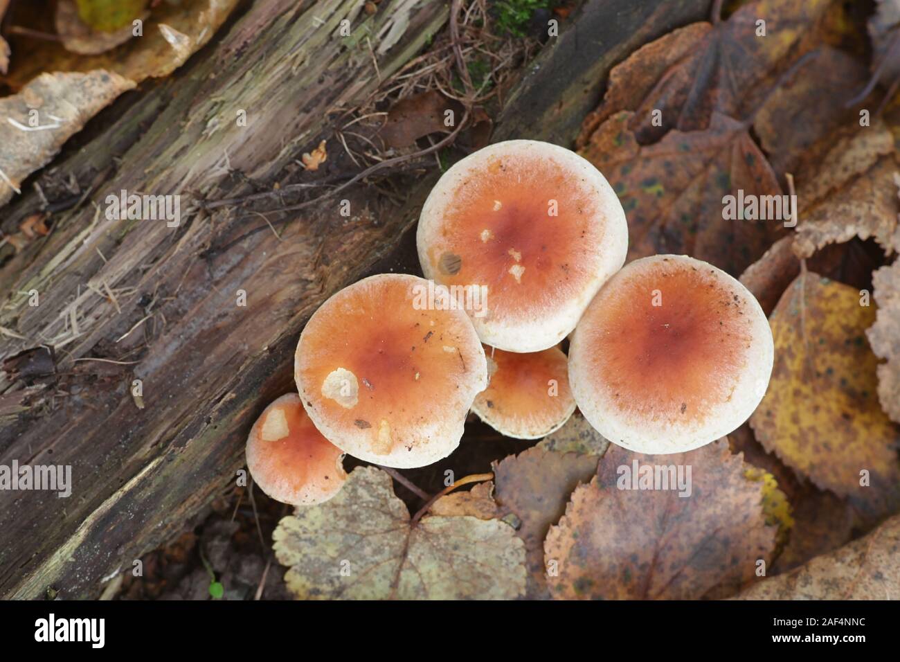 Hypholoma lateritium, known as brick cap or brick tuft, mushrooms from ...