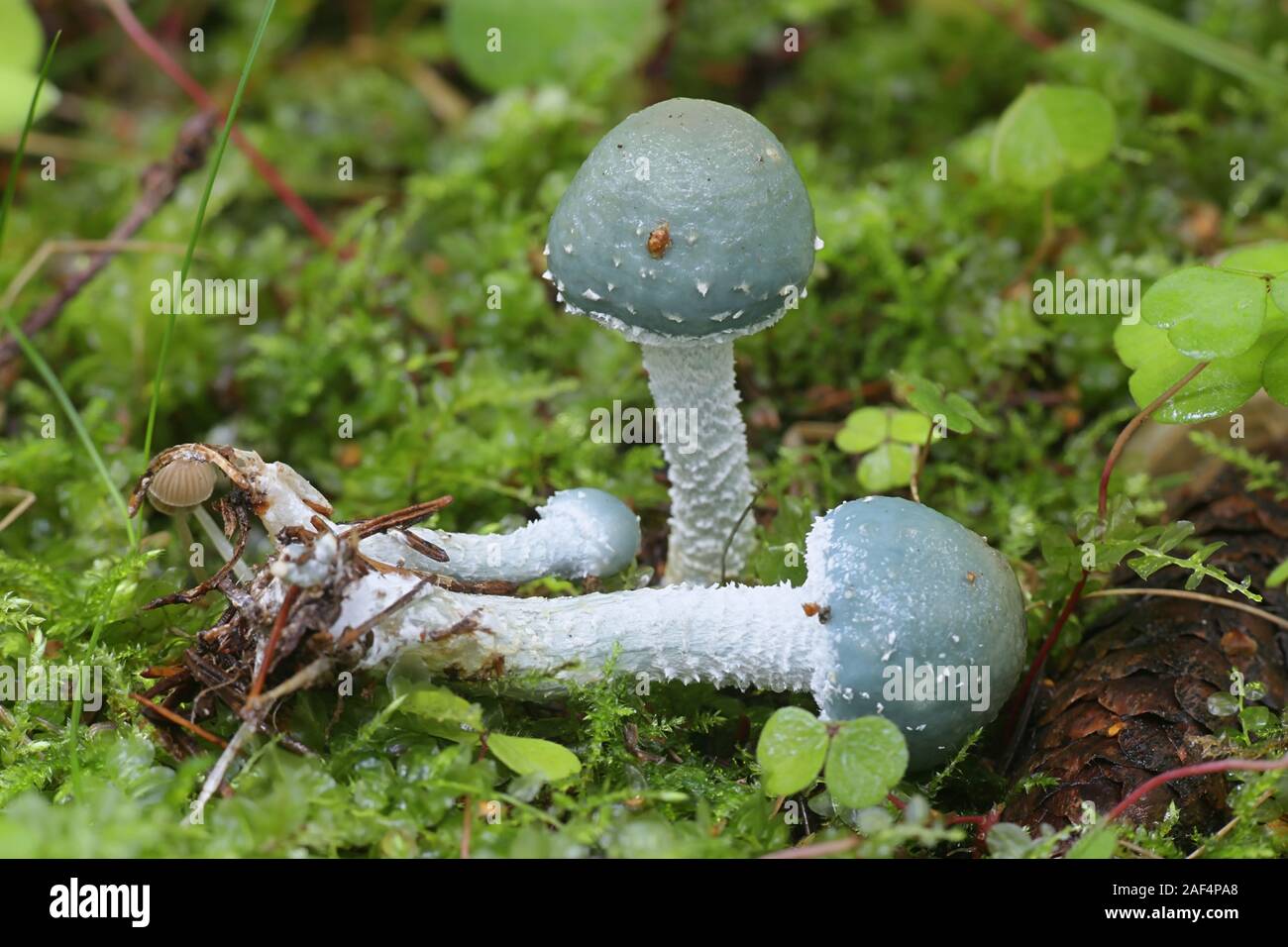 Stropharia aeruginosa, known as the verdigris agaric or verdigris ...
