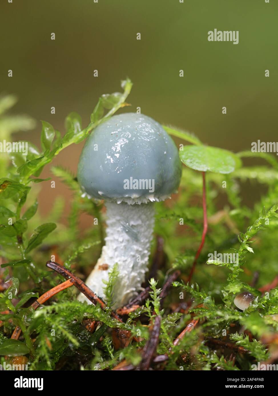 Verdigris agaric fungi hi-res stock photography and images - Alamy