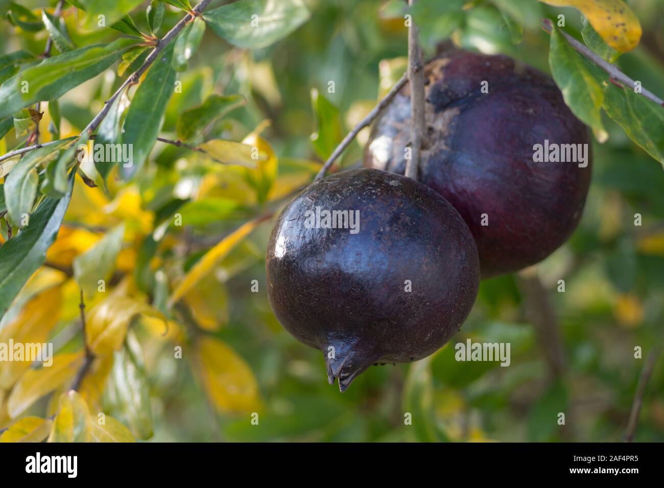 Black Pomegranate (Punica granatum nigra) fruits, hanging from the tree ...