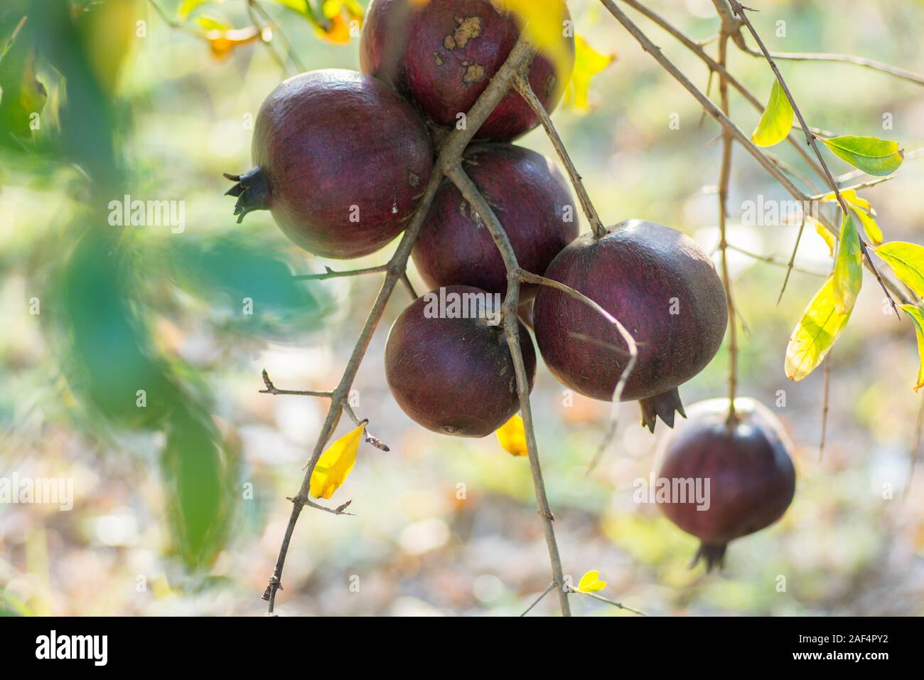 Black Pomegranate (Punica granatum nigra) fruits, hanging from the tree ...
