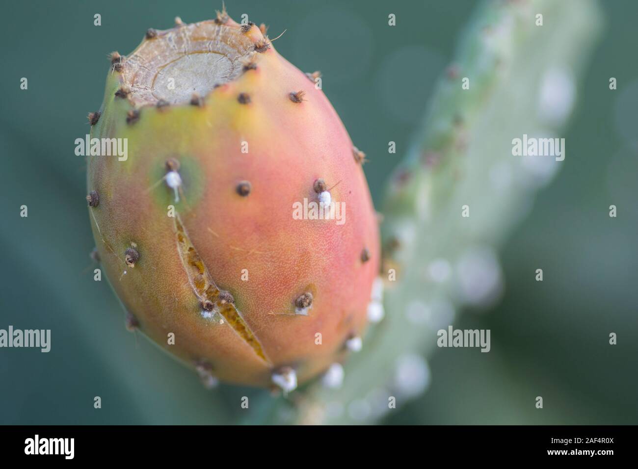 "Dactylopius opuntiae" insects, covering a Prickly pear cactus fruit ...