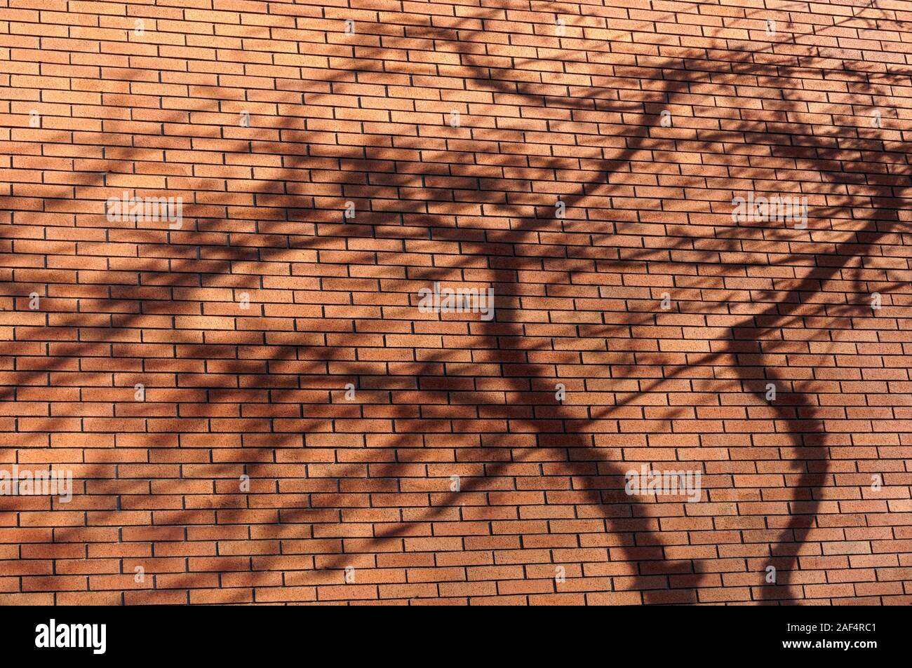 Shadow of a bare tree with wispy branches cast on a brick wall Stock ...
