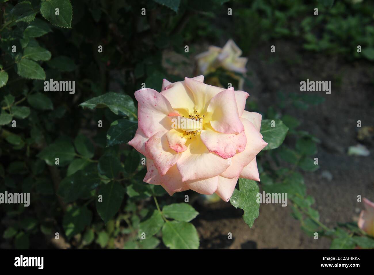 Rose flower in summer in Hokkaido, Japan Stock Photo - Alamy