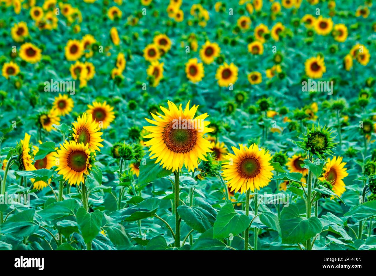 row after row of sunflowers in the sunflower field Stock Photo - Alamy