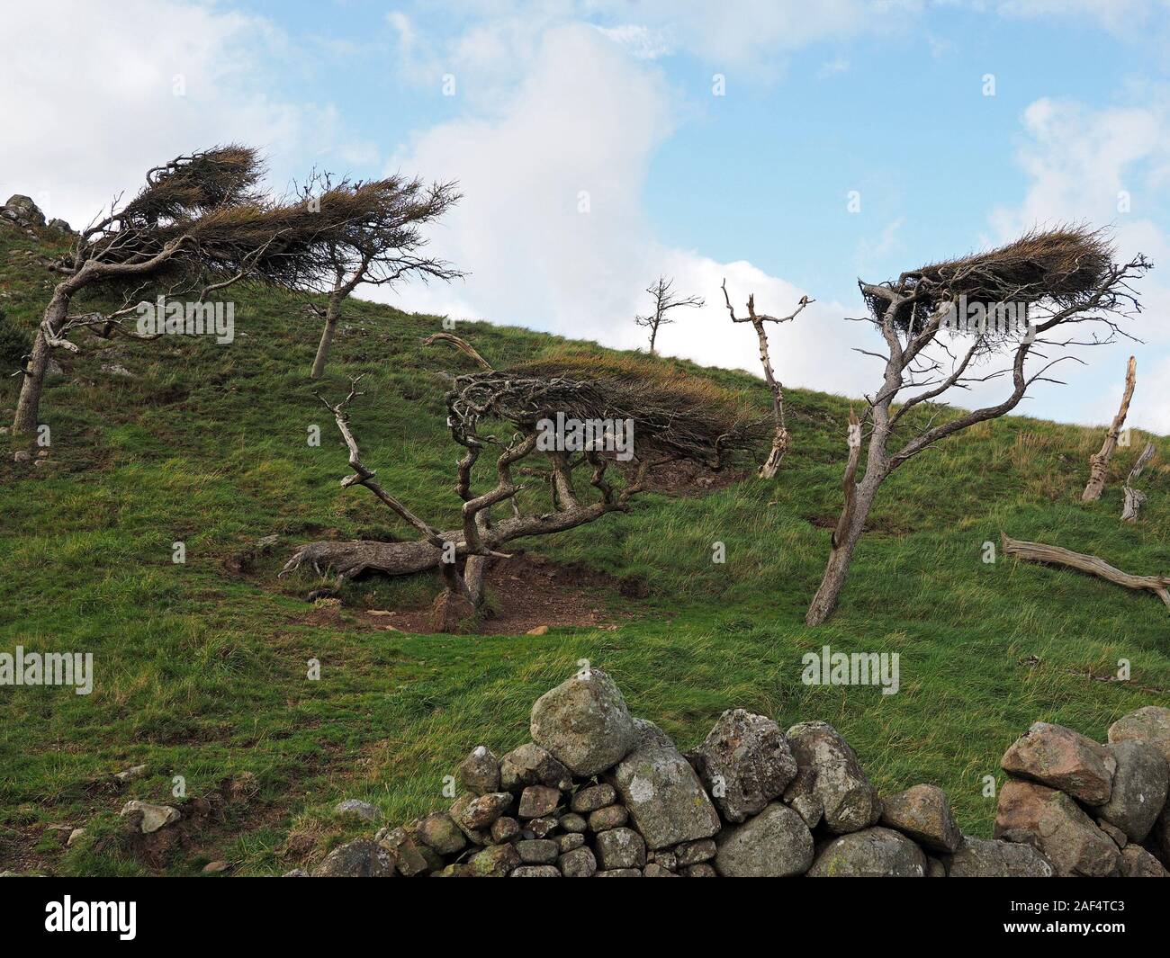 Windswept dwarf larch trees in ravaged clump on windy hillside above ...
