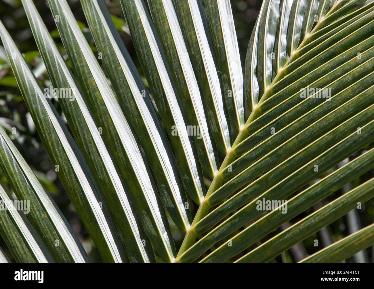 The abstract view of a palm tree branch on Roatan Island beach ...