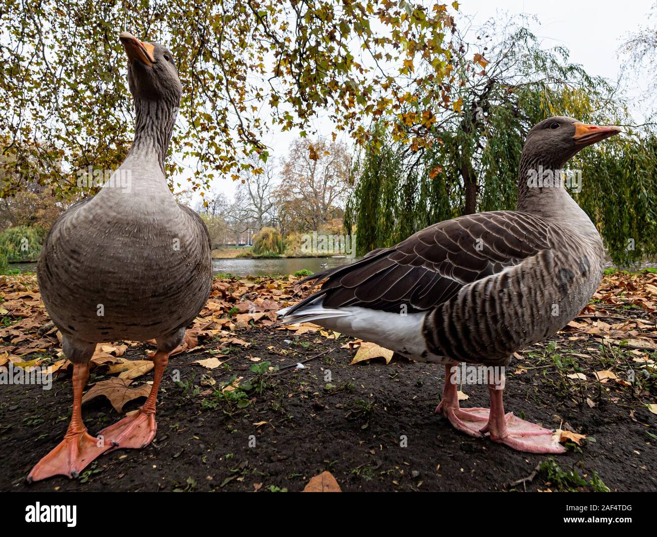 Gooses gosling hi-res stock photography and images - Alamy