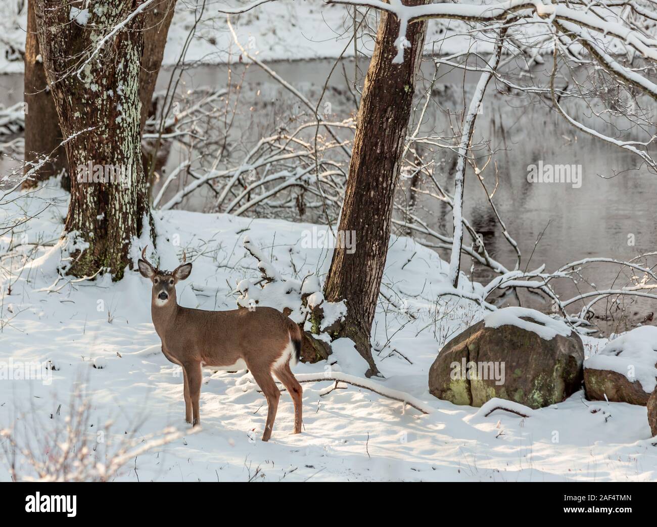 Buck standing at hi-res stock photography and images - Alamy