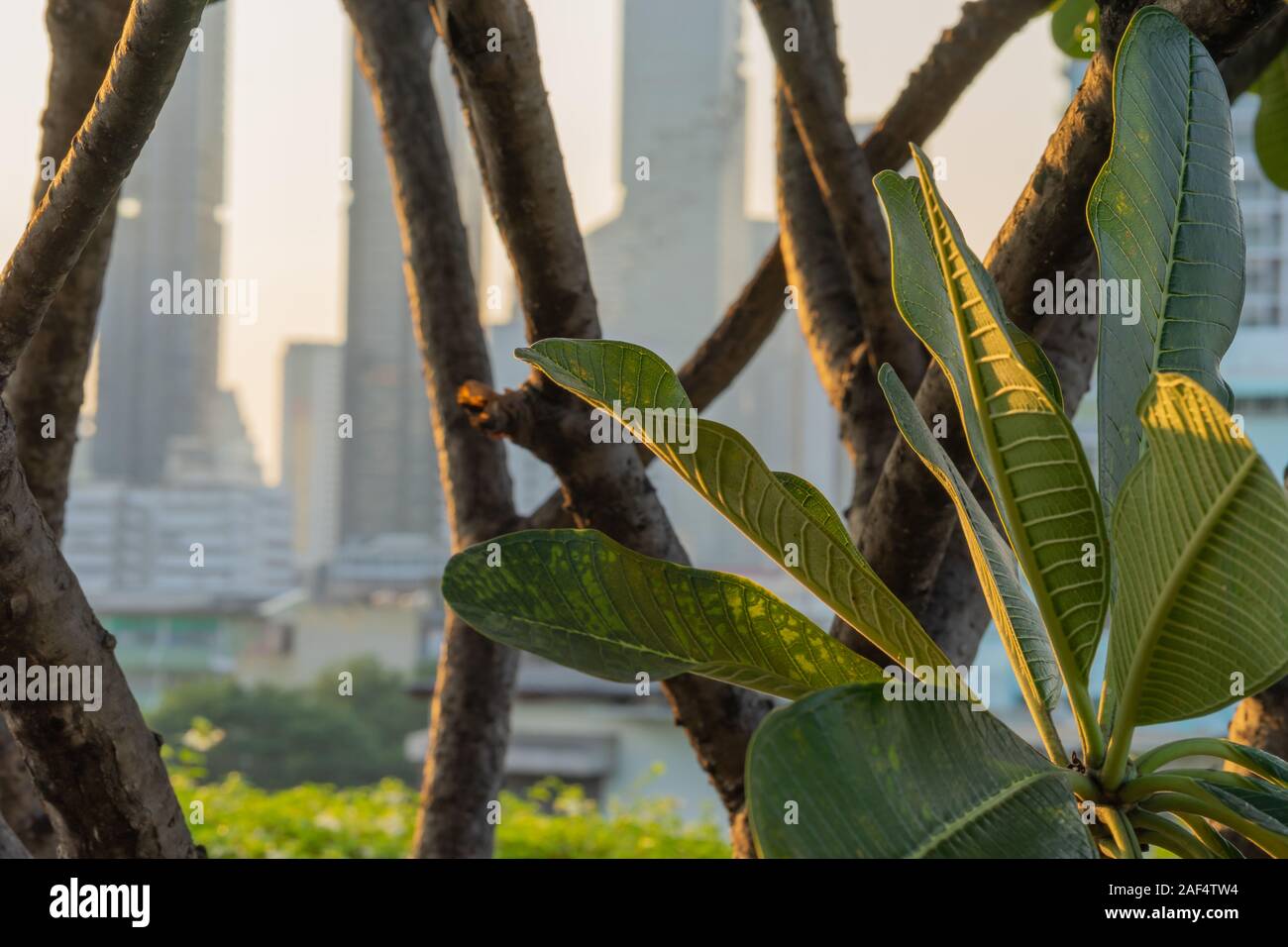 Bangkok skyline with plants hi-res stock photography and images - Alamy