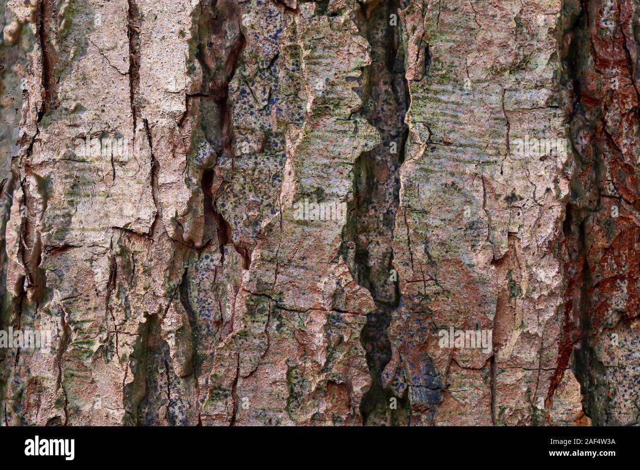 Detailed close up view on natural tree bark in high resolution Stock ...