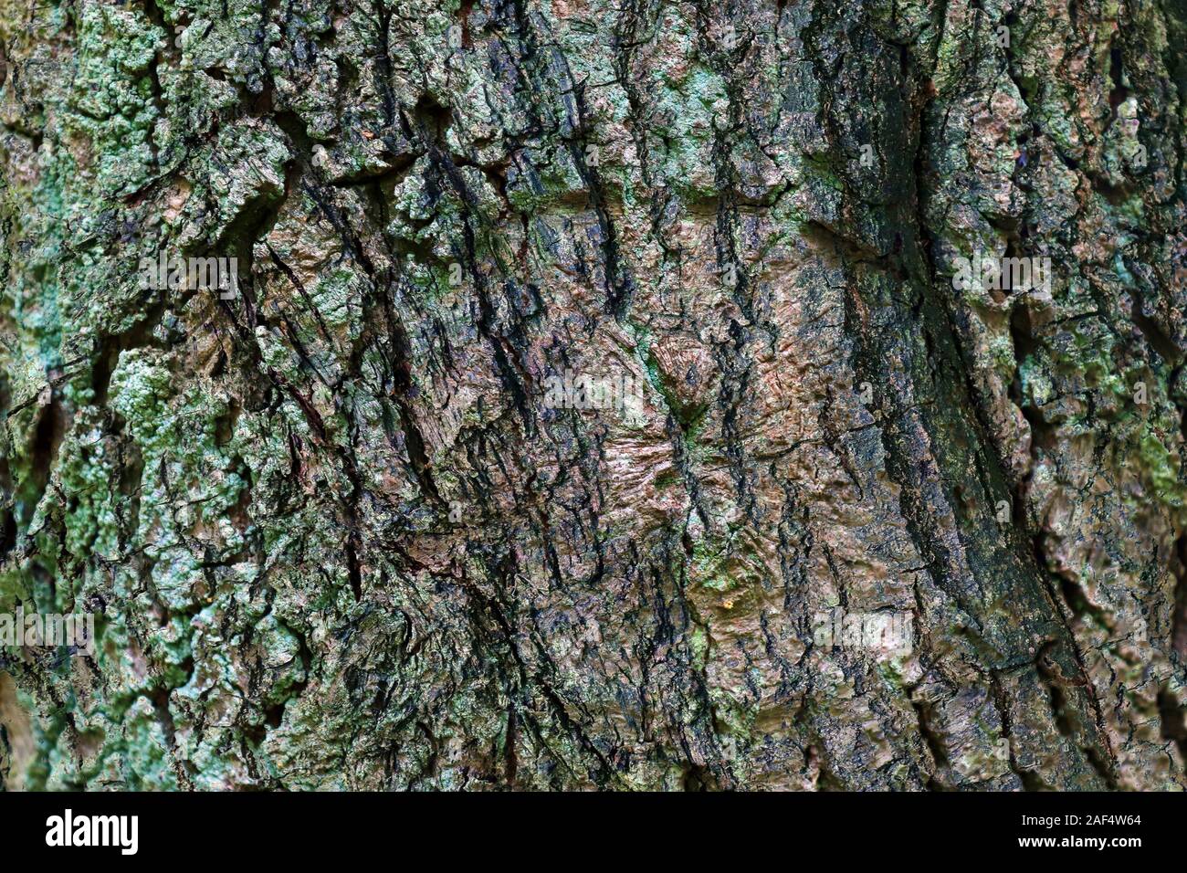 Detailed close up view on natural tree bark in high resolution Stock ...