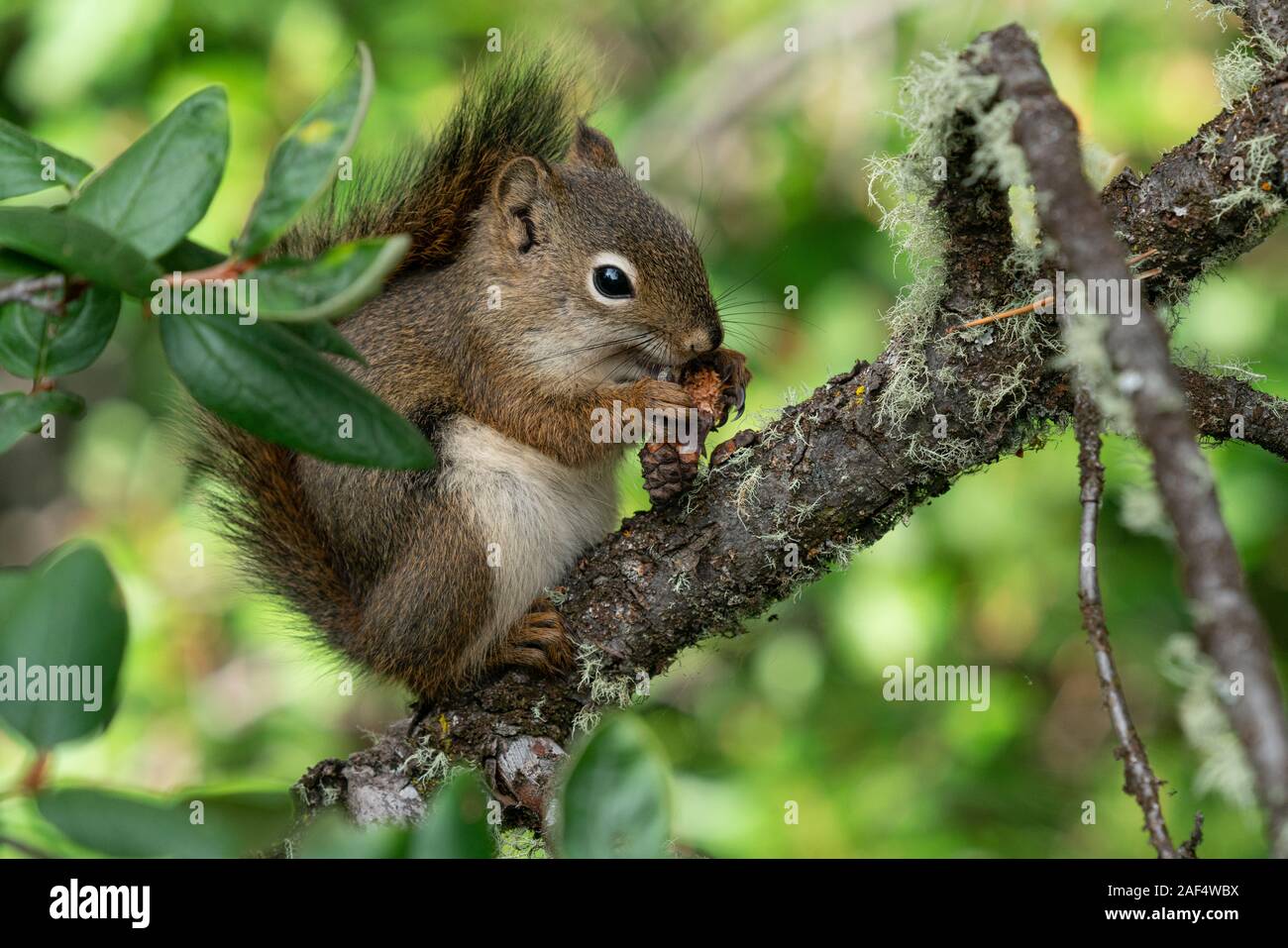 Red Squirrel (Tamiasciurus hudsonicus), Banff National Park, Alberta ...