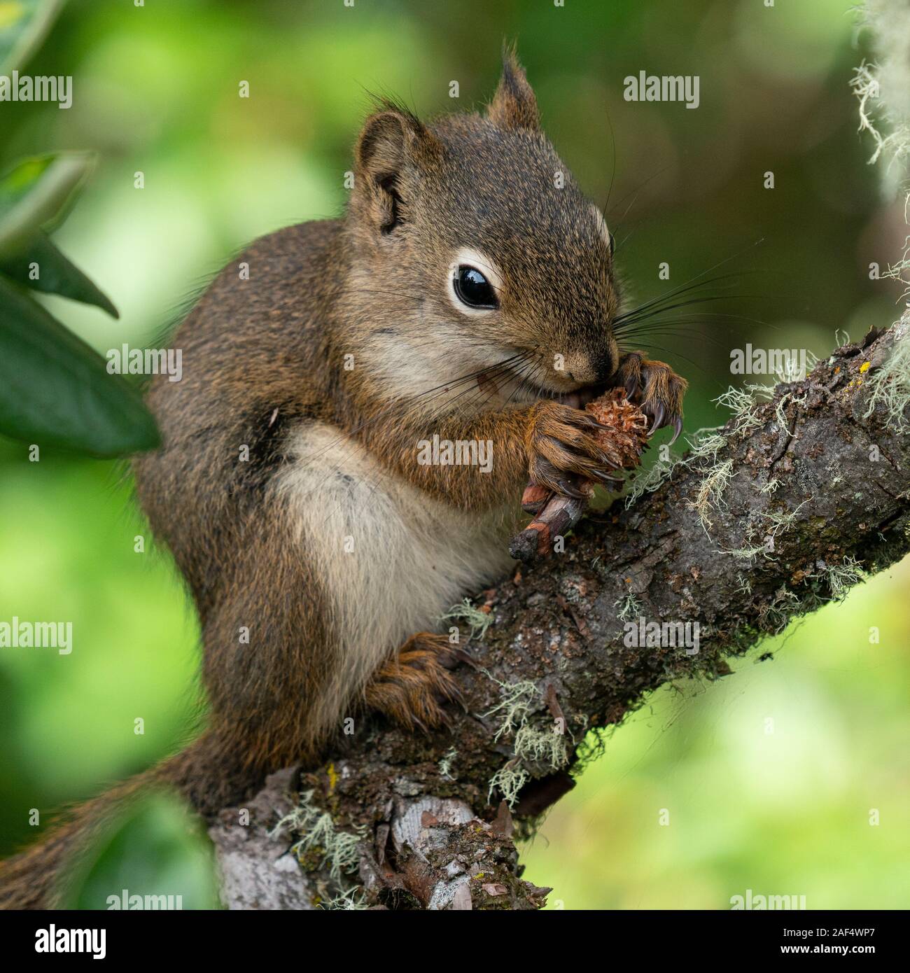 Red Squirrel (Tamiasciurus hudsonicus), Banff National Park, Alberta ...