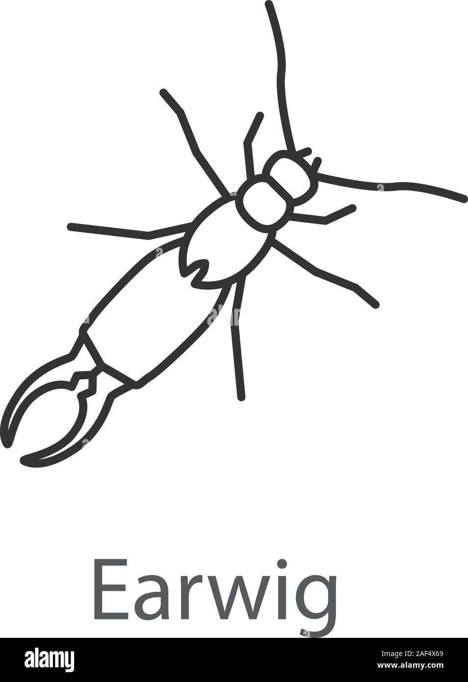 Earwig wing hi-res stock photography and images - Alamy