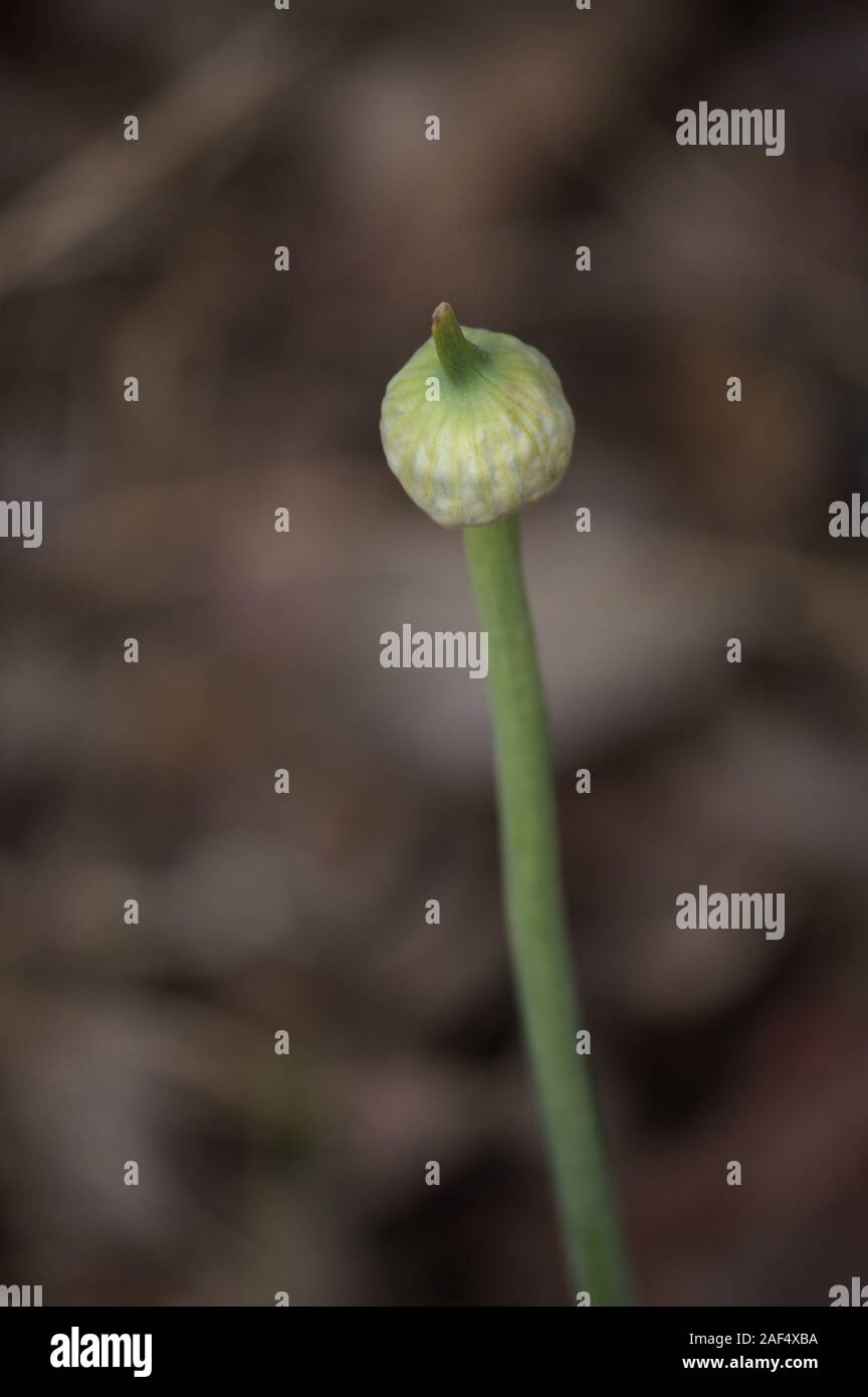 Close up of a wild garlic, Allium ampeloprasum with the spathe still ...