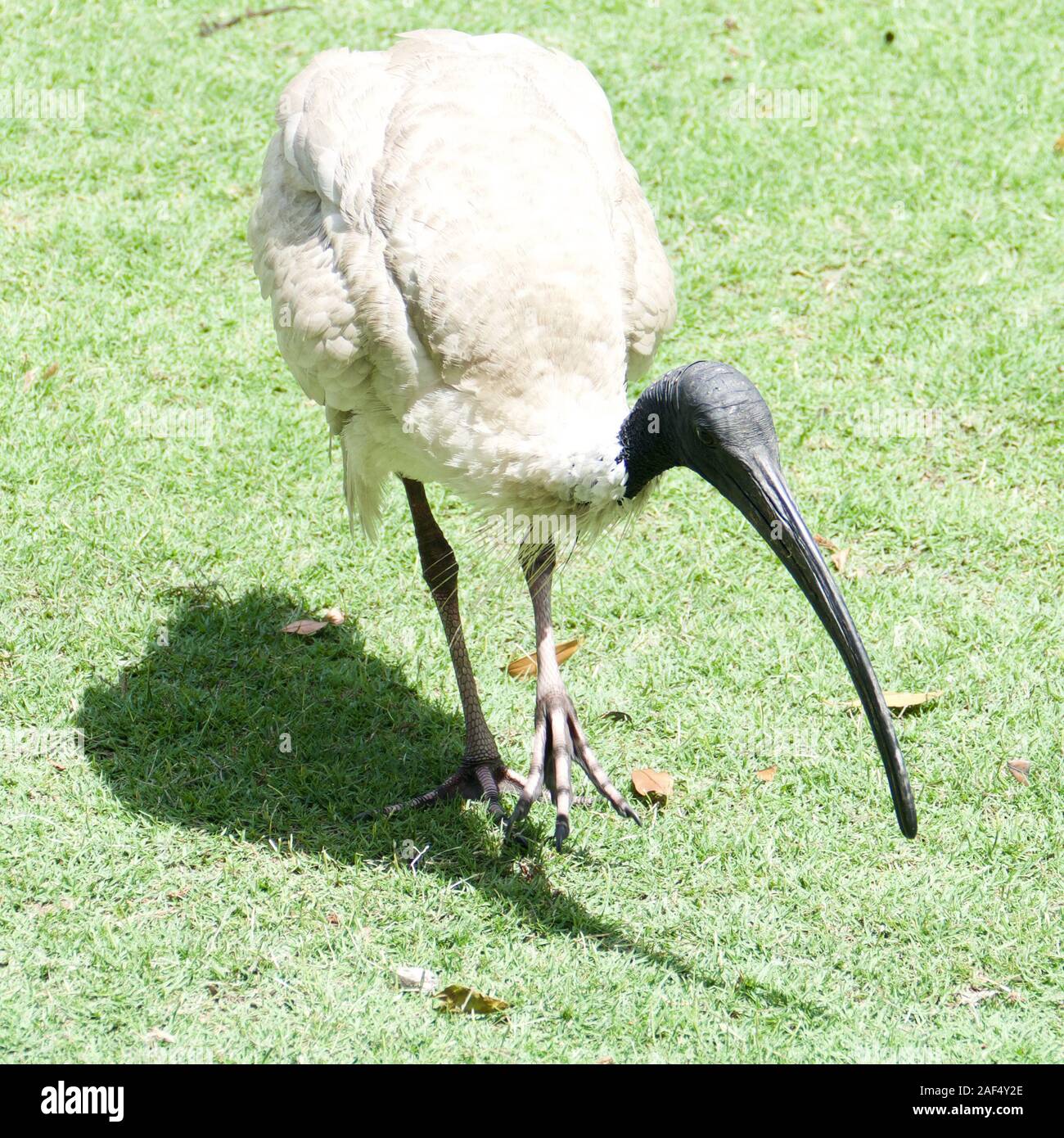 Sydney australia view garden hi-res stock photography and images - Alamy