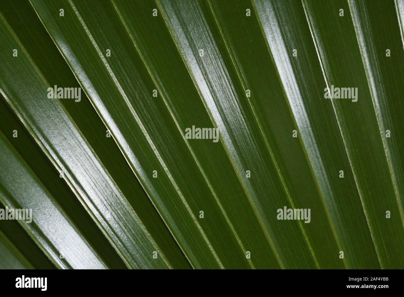 Fan palm forest hi-res stock photography and images - Alamy