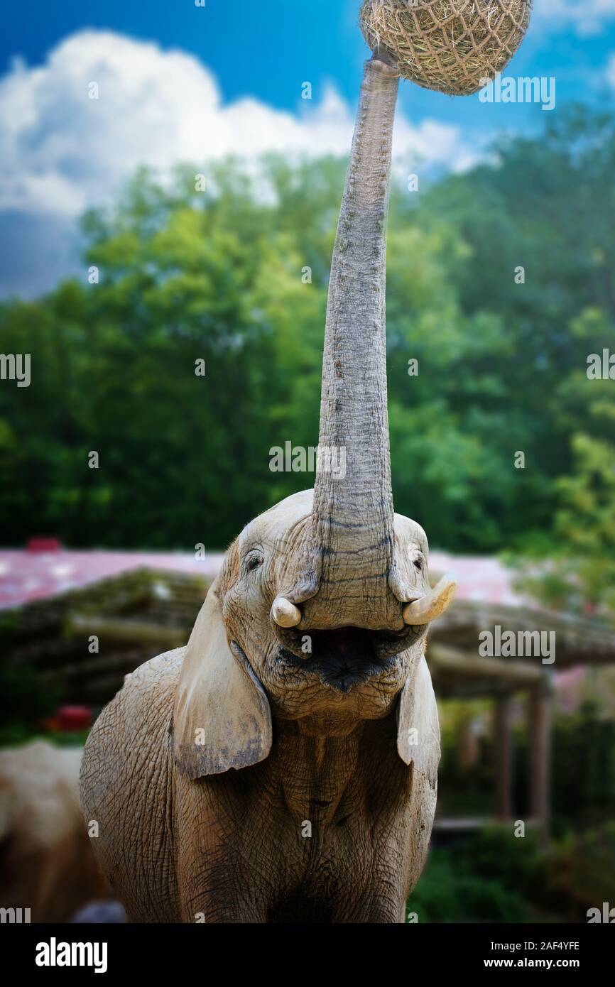 Elephant eating from tall basket, trunk raised, with blurred background ...