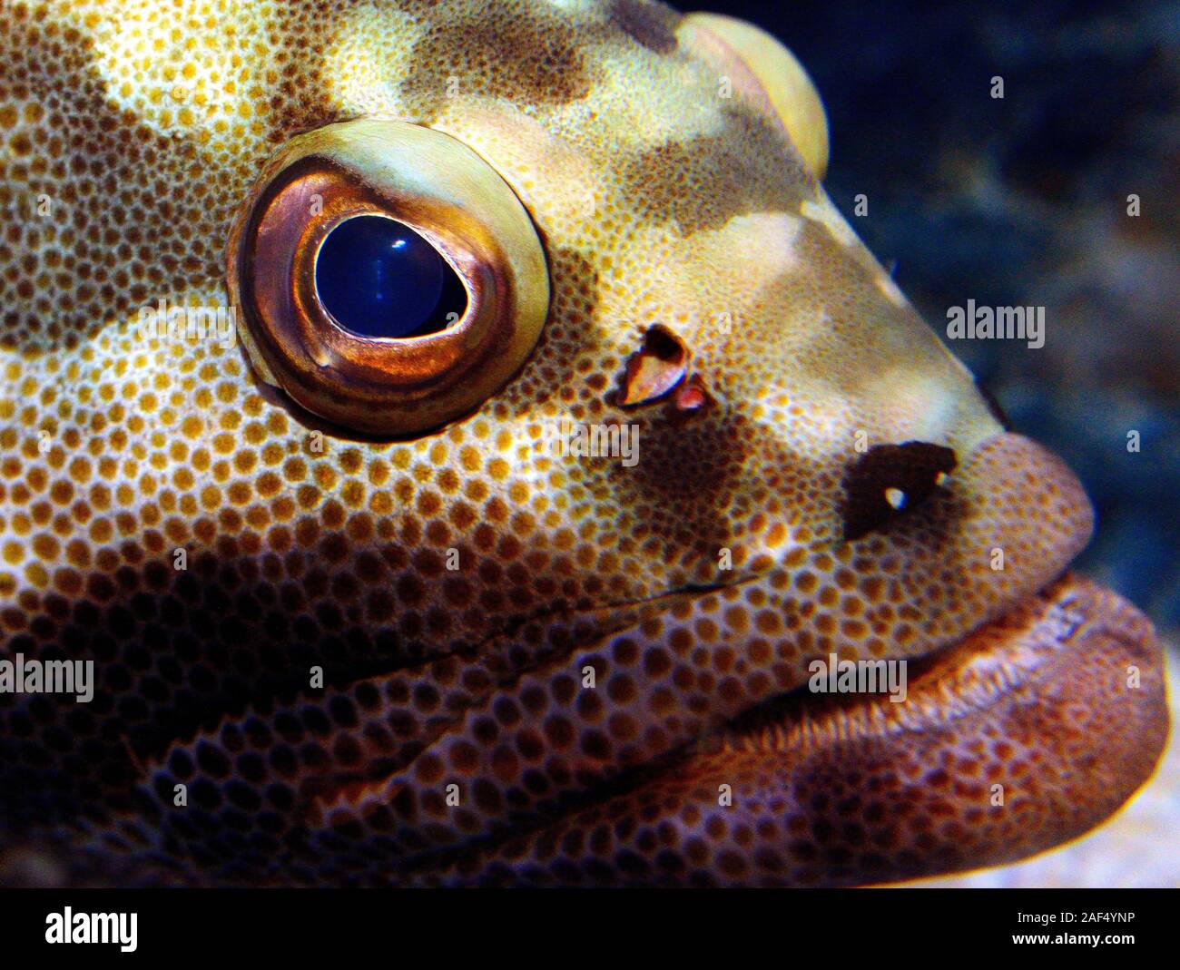Grouper Fish Teeth High Resolution Stock Photography and Images - Alamy