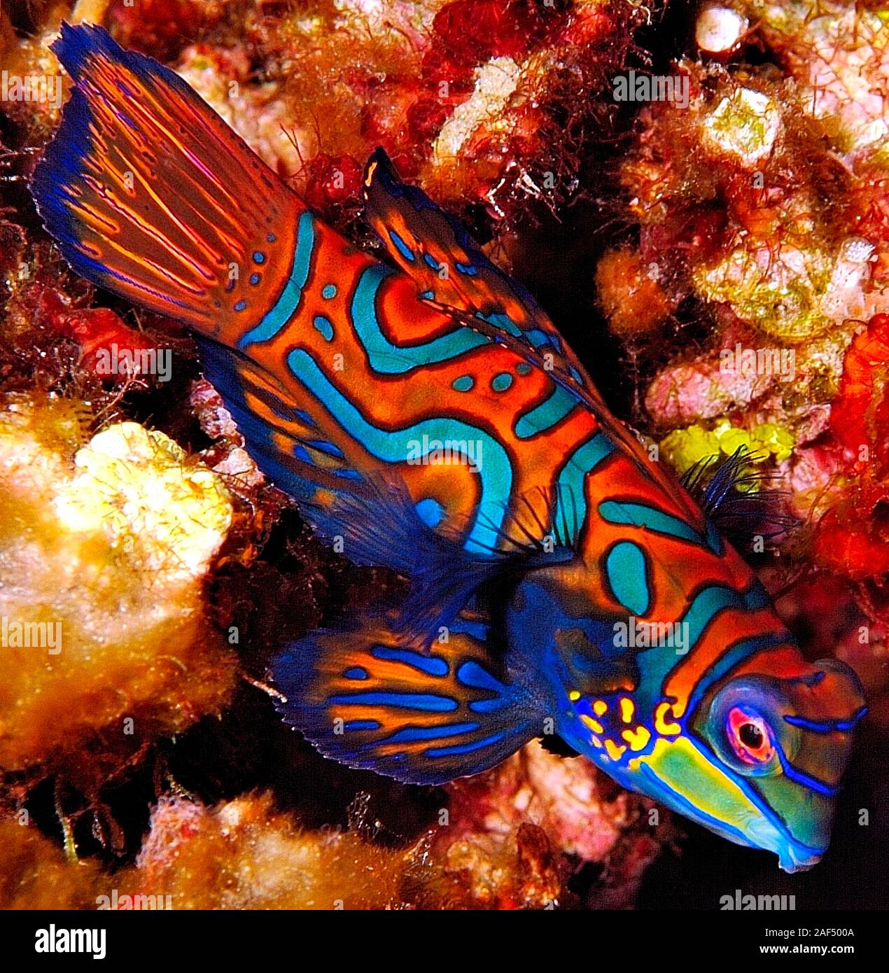 Lembeh Strait Indonesia Diving High Resolution Stock Photography and ...