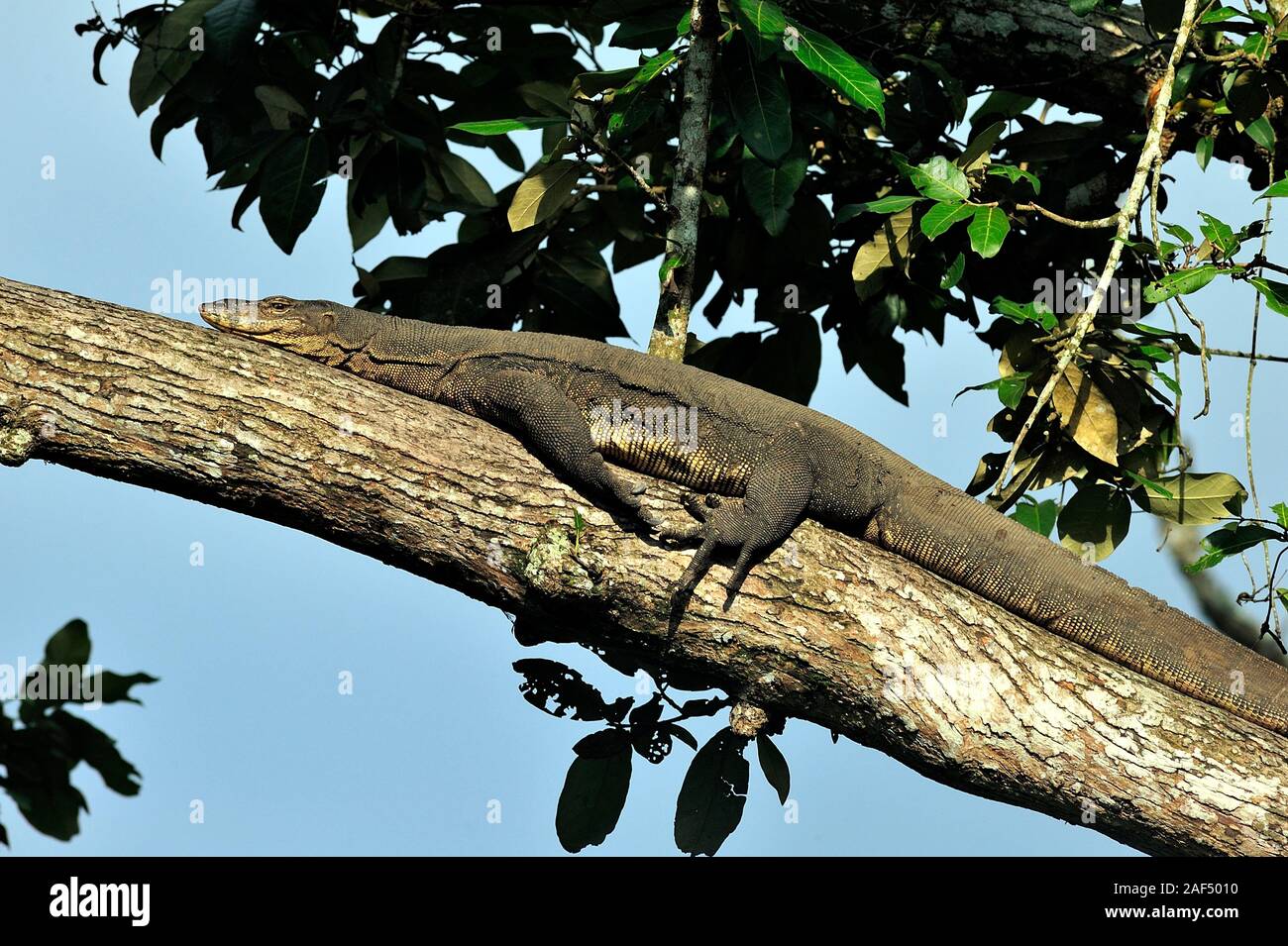 Mangrove Monitor Lizard High Resolution Stock Photography and Images ...
