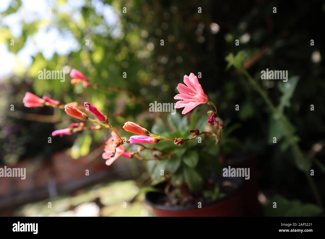 Pot flower hi-res stock photography and images - Alamy