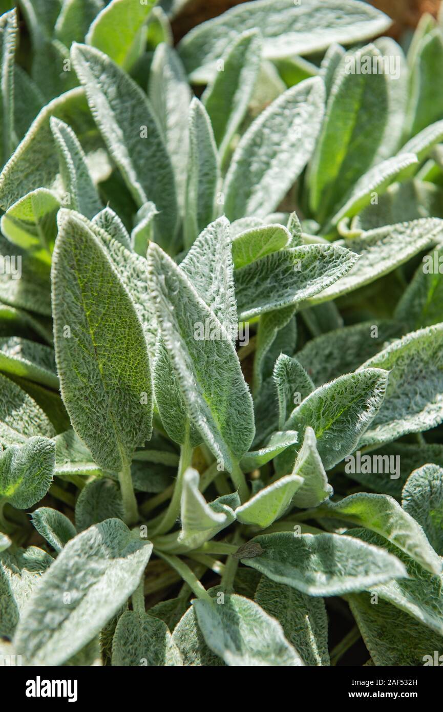 Stachys woolly or Stachys leaves plants that create a plant background ...
