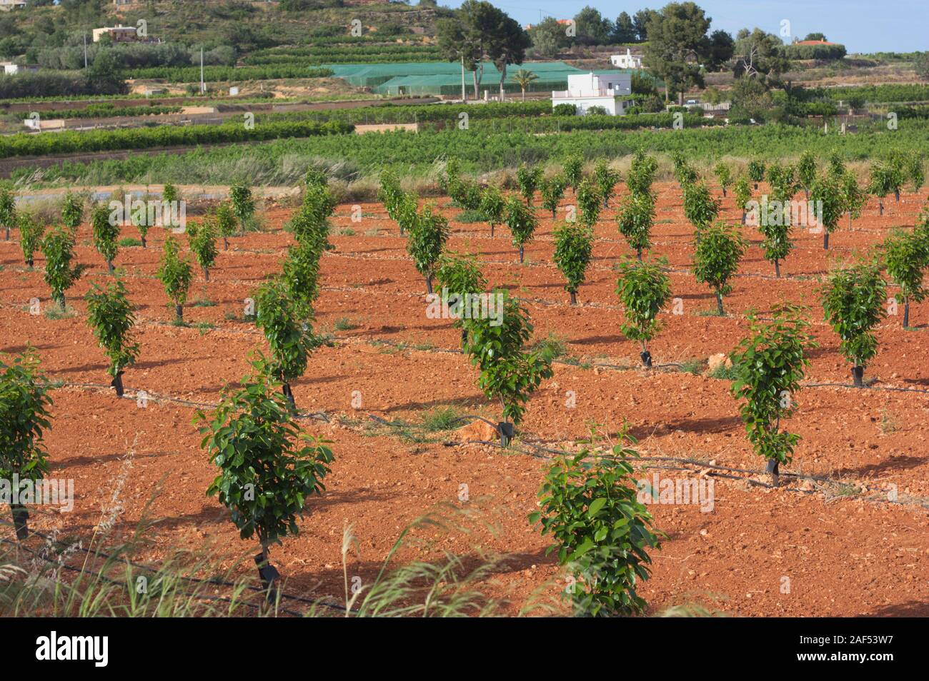Plantation of young persimmon trees with cultivated fields and country ...