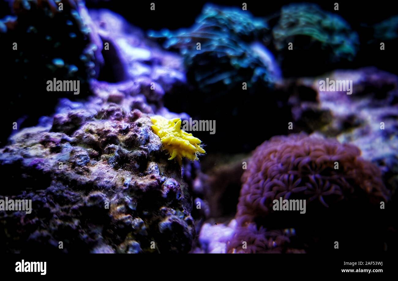 Yellow small sea cucumber - Colochirus robustus Stock Photo - Alamy