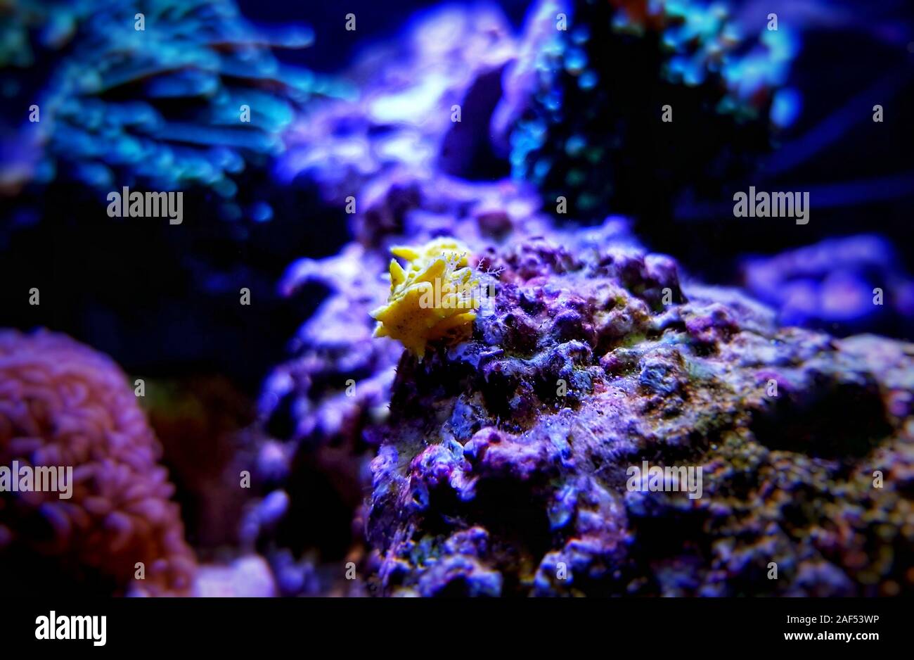Yellow small sea cucumber - Colochirus robustus Stock Photo - Alamy