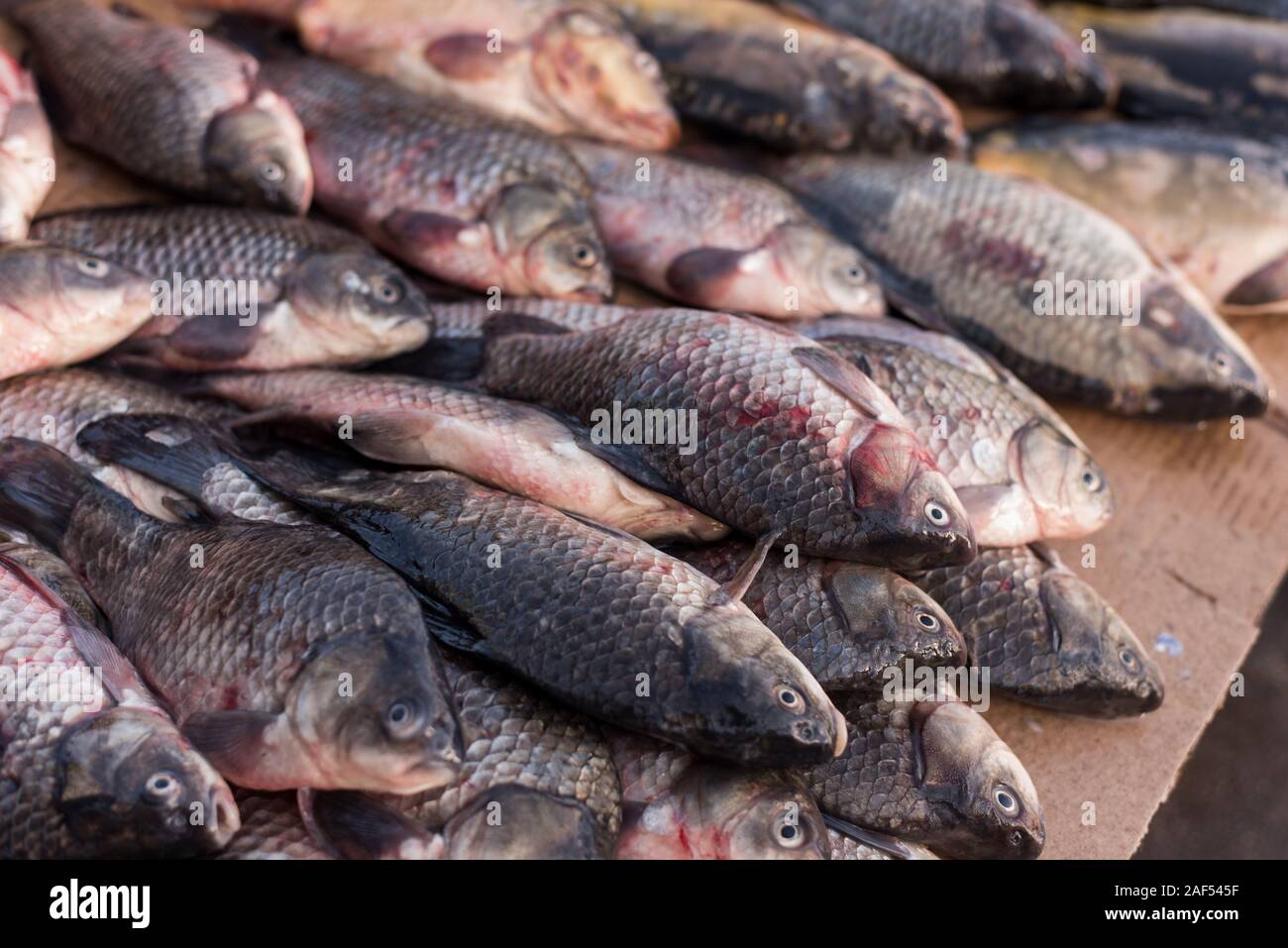 Dead wet fish lies in the market. Top down view on multiple rows of ...