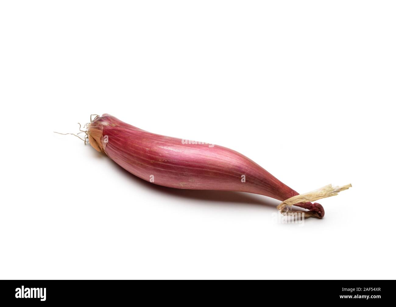 Red troupea onion, Schoharie County, New York State, USA Stock Photo ...