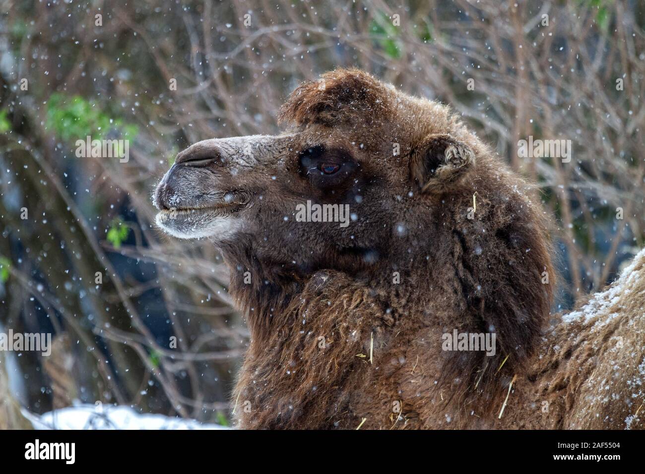 Camel snow hi-res stock photography and images - Alamy