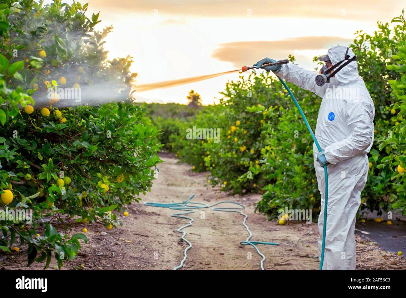 Weed insecticide fumigation. Organic ecological agriculture. Spray ...