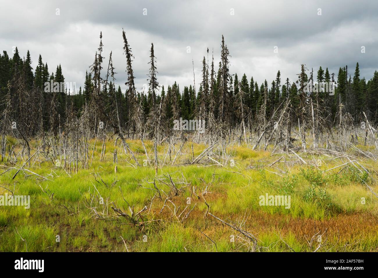 Conifer boreal hi-res stock photography and images - Alamy