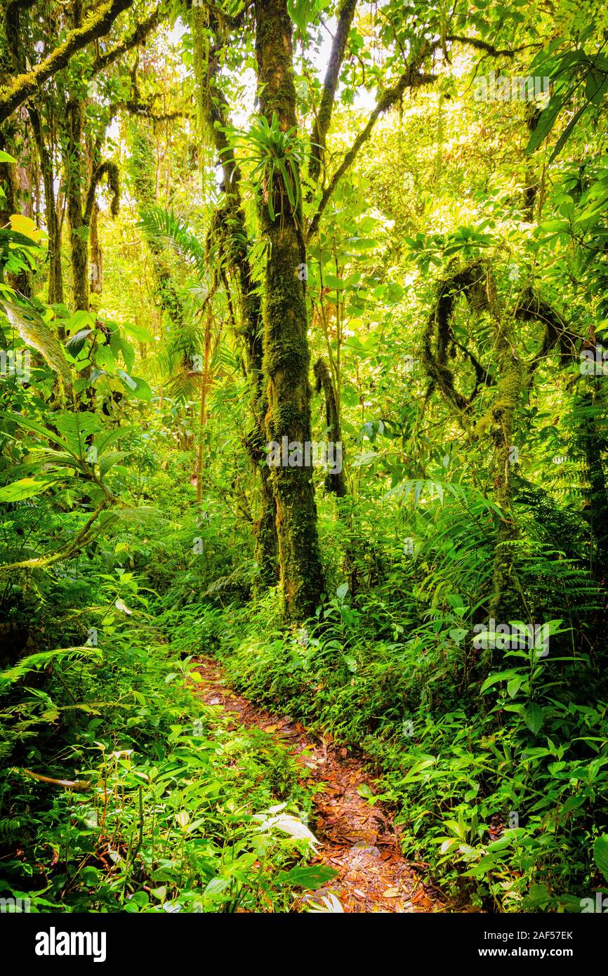 Footpath through thick, green jungle Stock Photo - Alamy