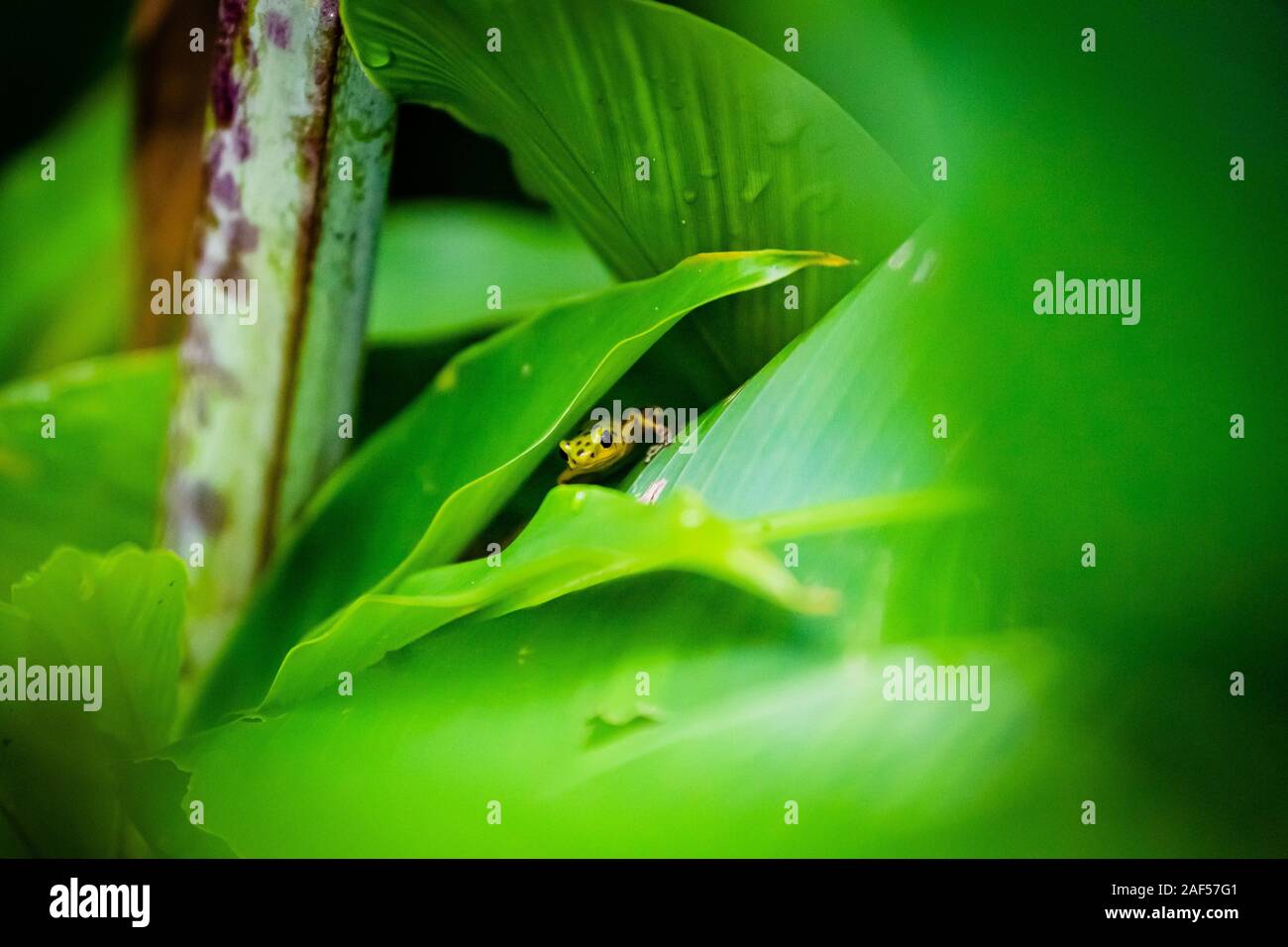 Yellow and green Strawberry Poison Dart Frog on Isla Colon, Bocas del ...