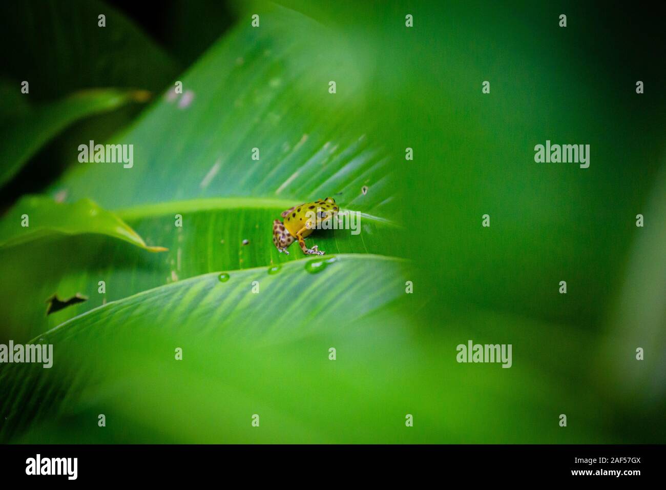 Yellow and green Strawberry Poison Dart Frog on Isla Colon, Bocas del ...