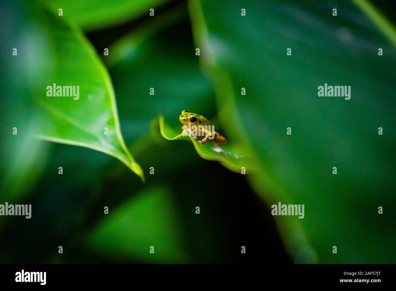 Yellow and green Strawberry Poison Dart Frog on Isla Colon, Bocas del ...