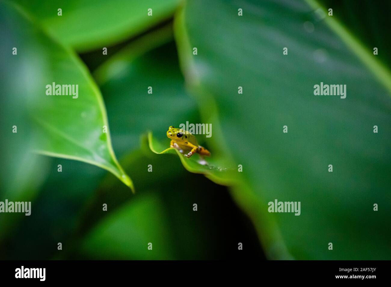 Yellow and green Strawberry Poison Dart Frog on Isla Colon, Bocas del ...