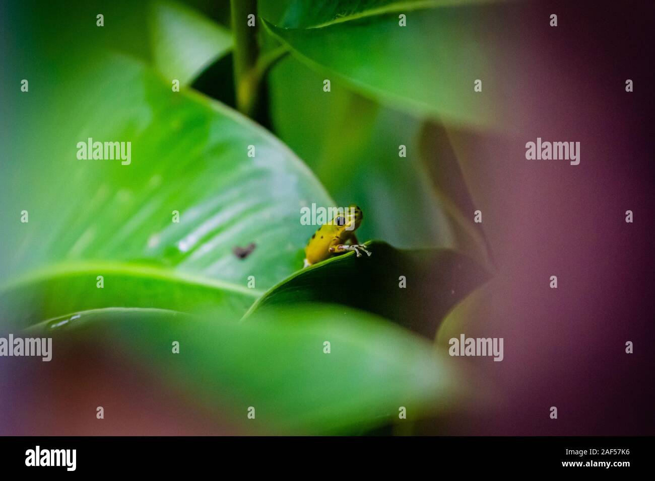 Yellow and green Strawberry Poison Dart Frog on Isla Colon, Bocas del ...