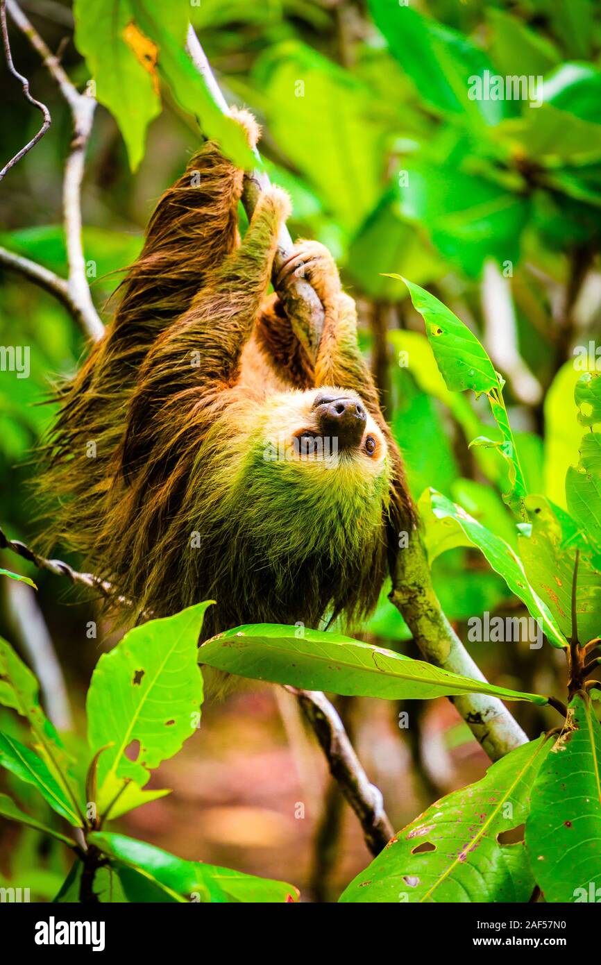 Wild two-toed sloth hanging on tree in Colon Island, Bocas del Toro ...