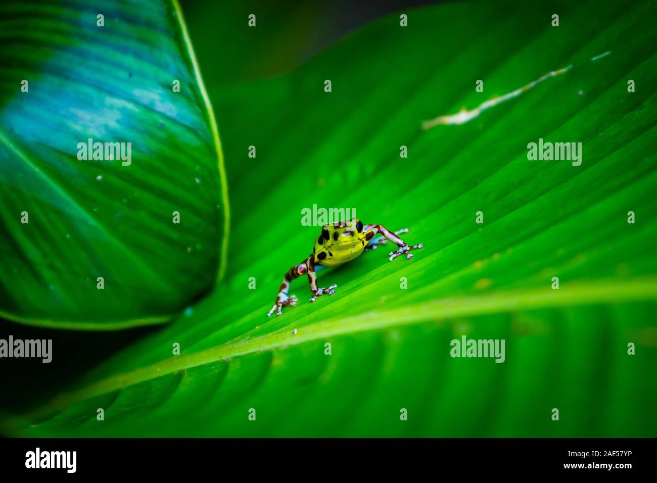 Yellow and green Strawberry Poison Dart Frog on Isla Colon, Bocas del ...