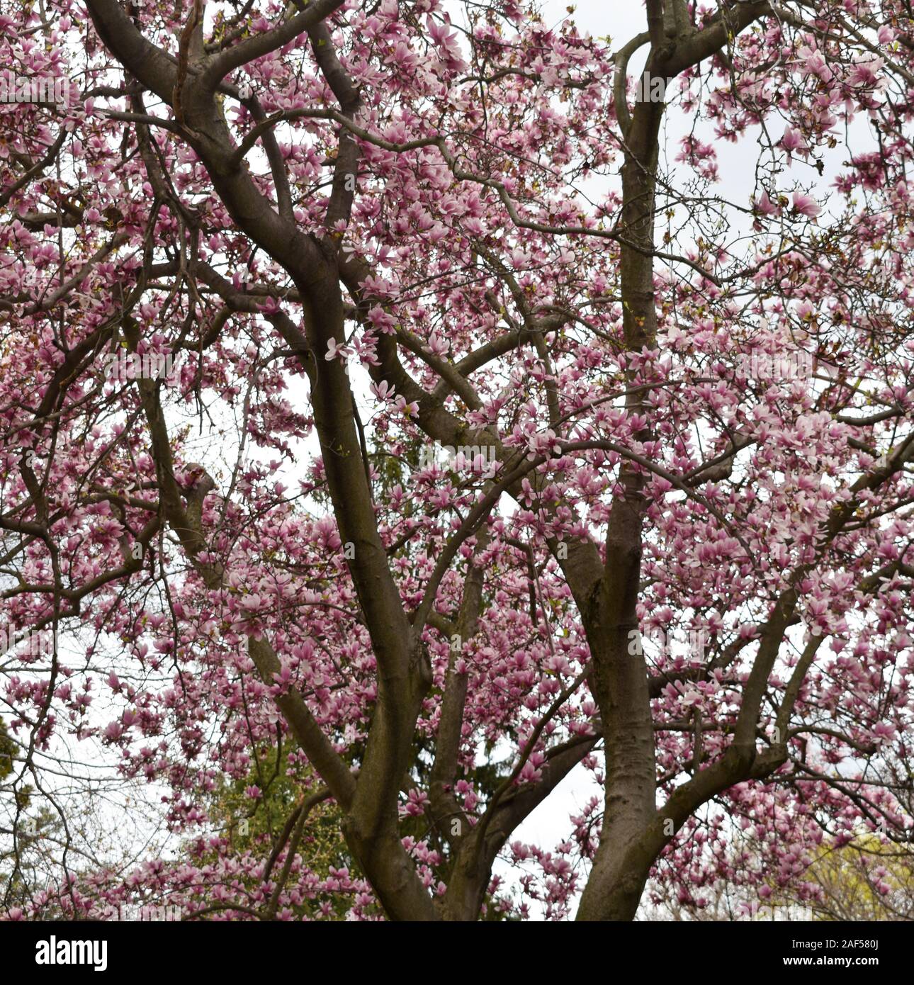 Close Up of A Large Tree With Pink Petals Stock Photo - Alamy
