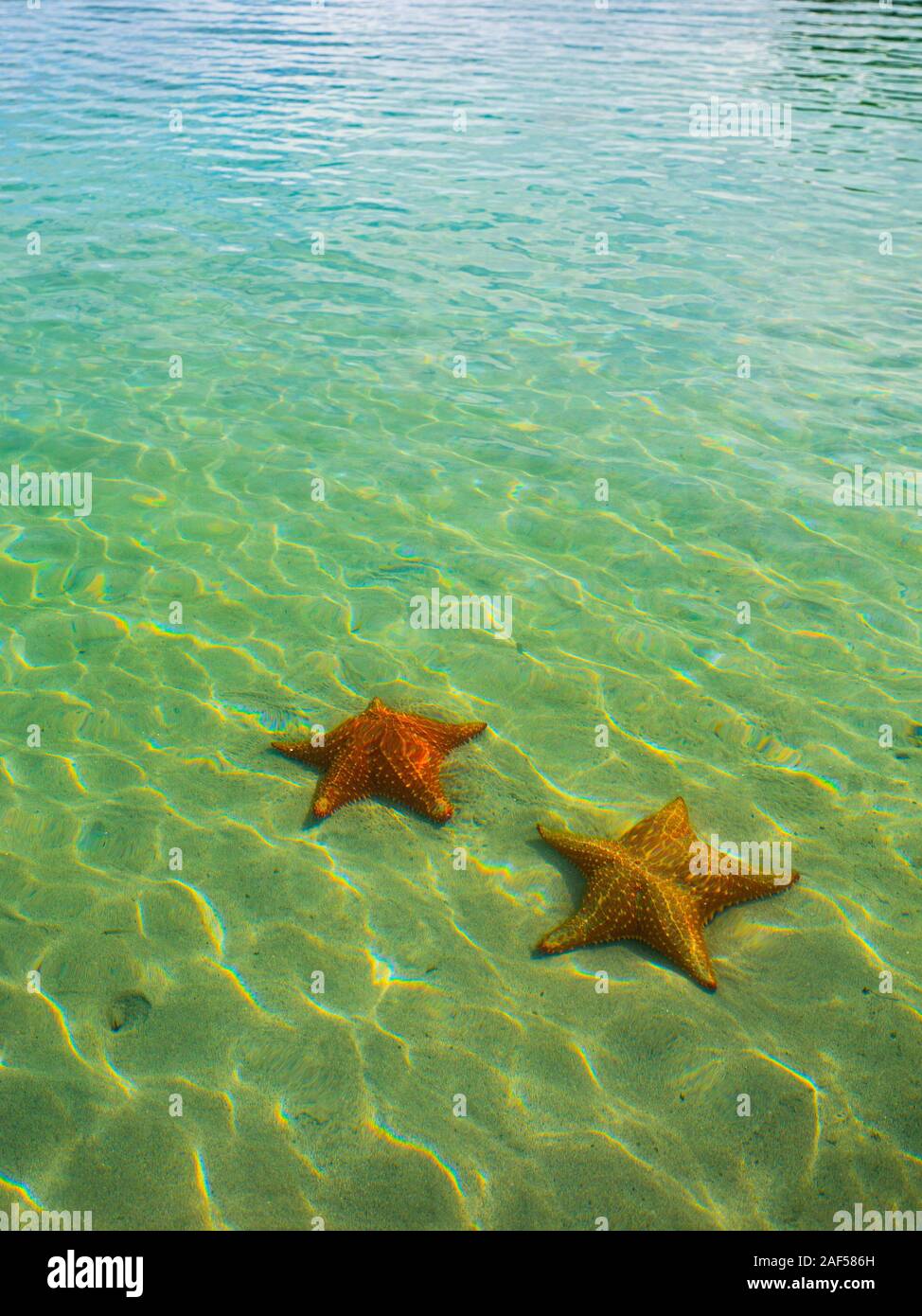 Two starfish hi-res stock photography and images - Alamy