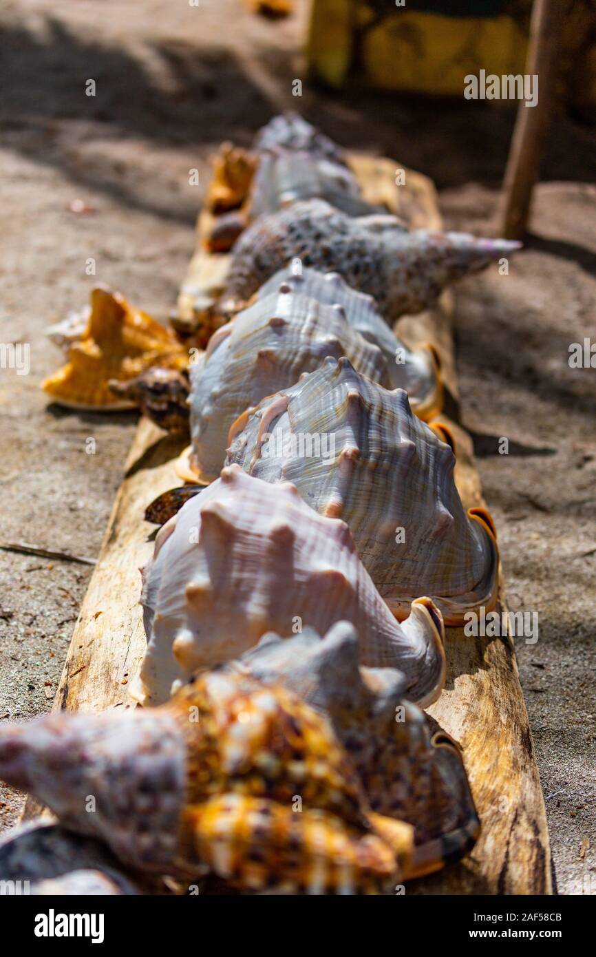 Conch shells souvenirs hi-res stock photography and images - Alamy