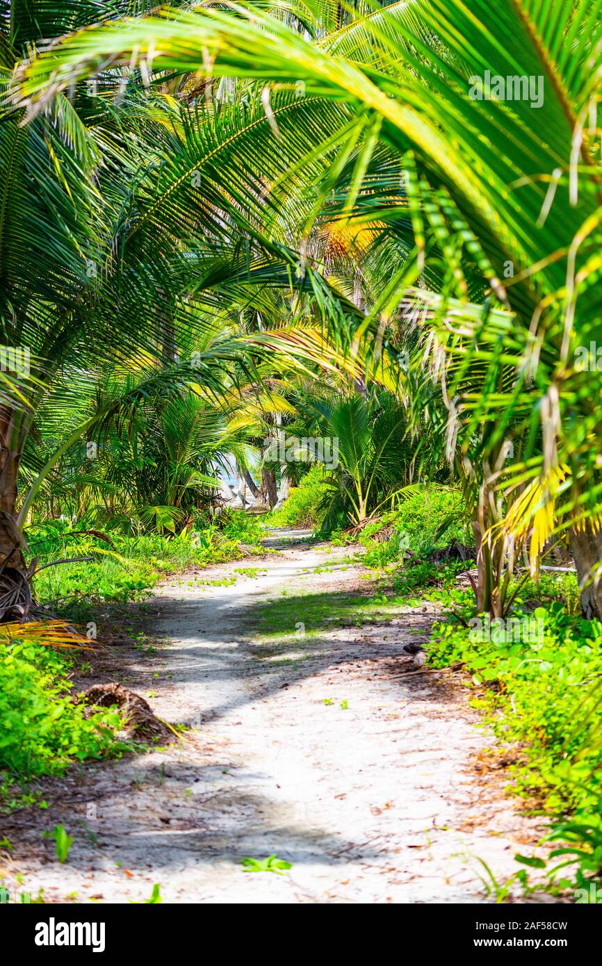 Sandy path through green jungle on tropical island, Panama Stock Photo ...